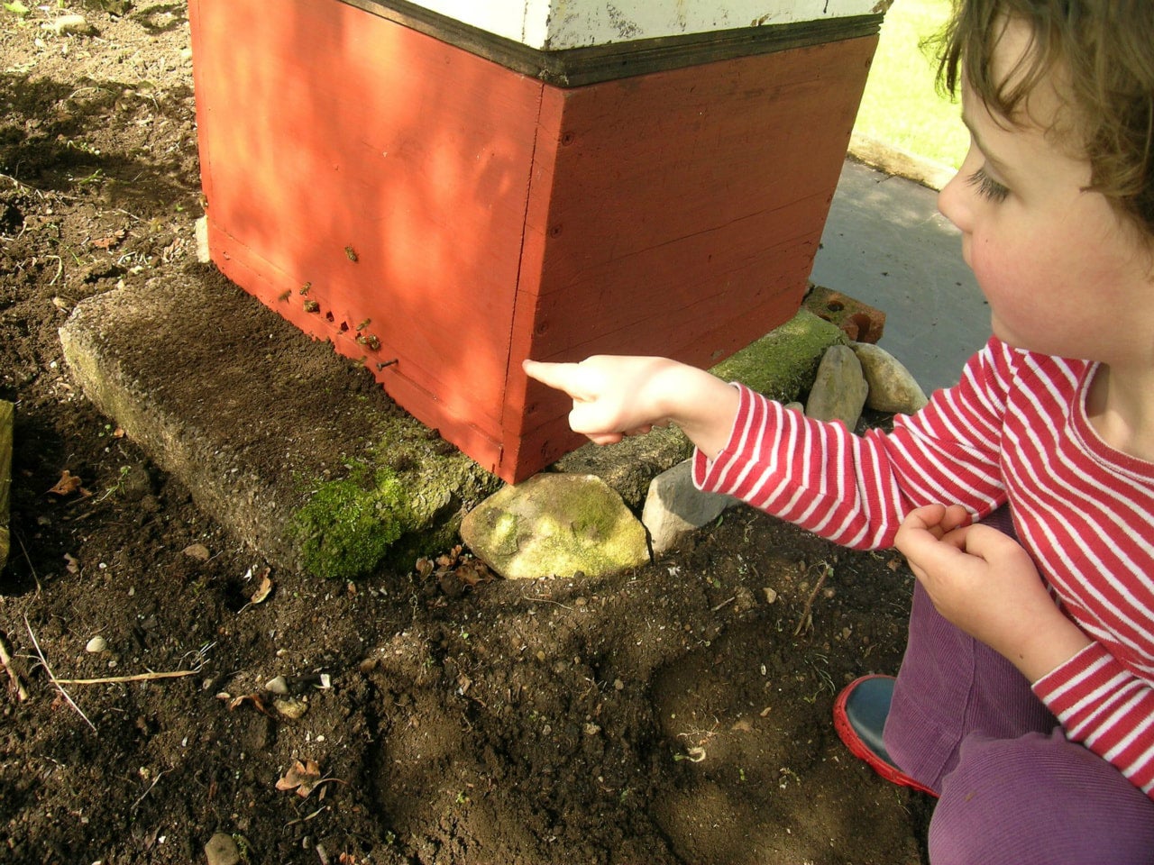 Buckfast Queens - Ox Mountain Honey | Irish Buckfast Bees